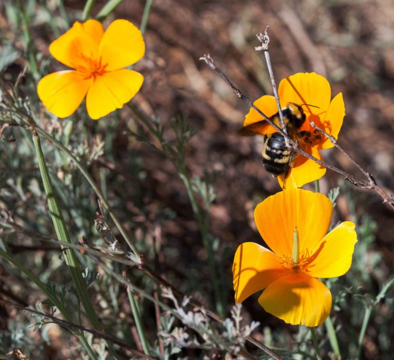 Coastkeeper Garden: A Safe Haven for Pollinators - Orange County ...