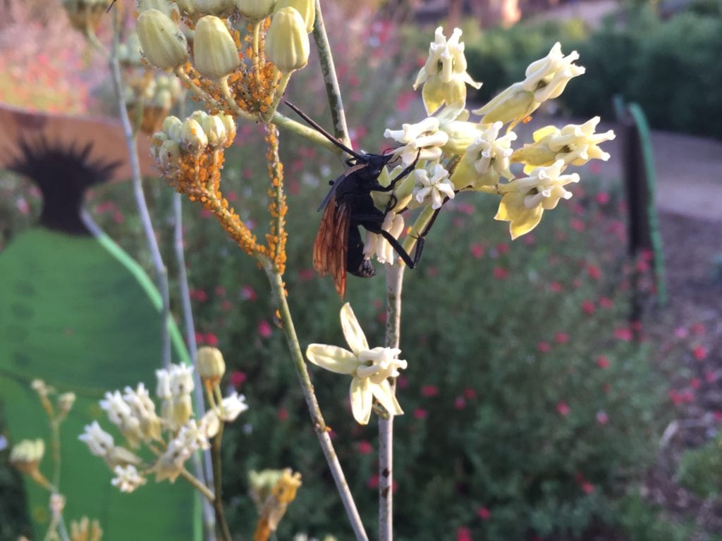 Coastkeeper Garden: A Safe Haven for Pollinators - Orange County ...