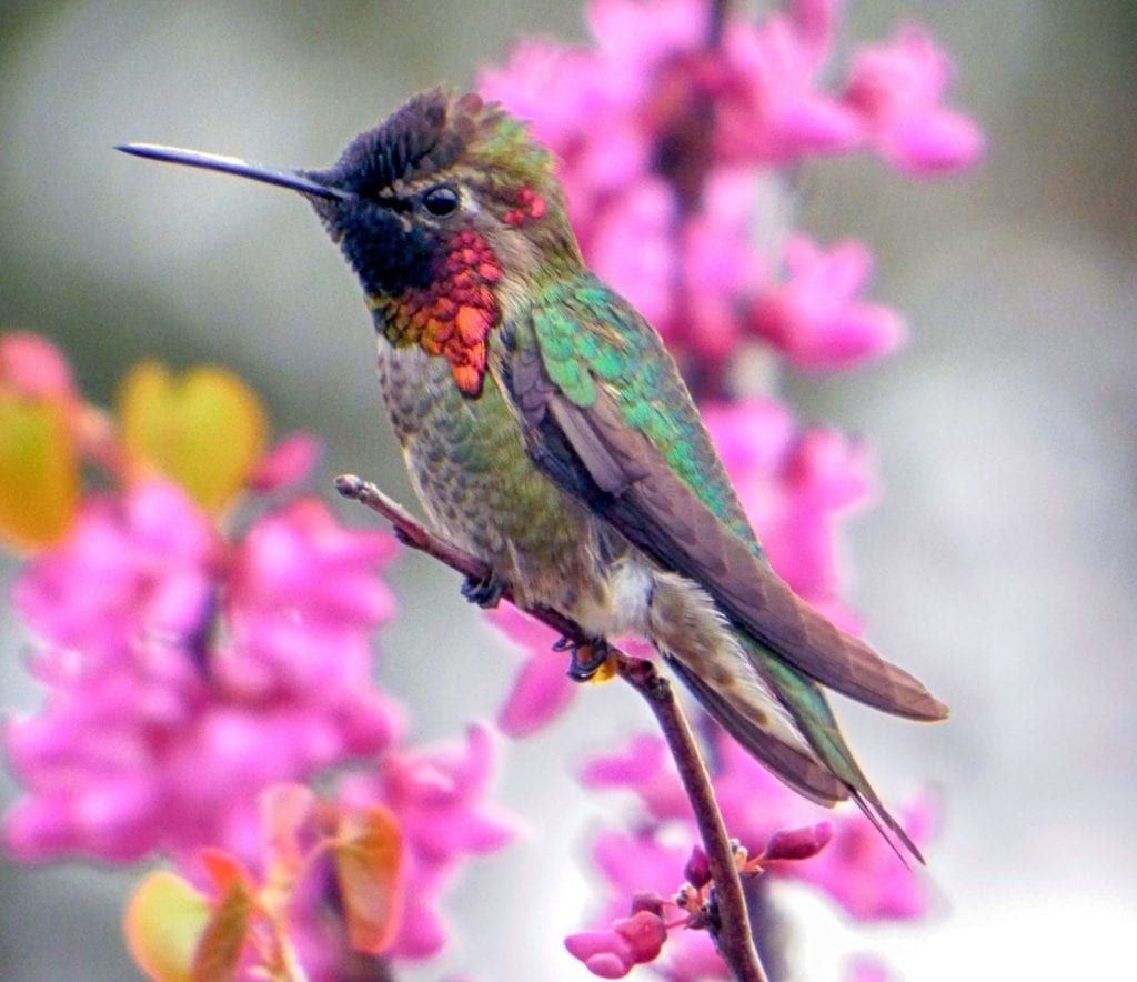 Coastkeeper Garden: A Safe Haven for Pollinators - Orange County ...