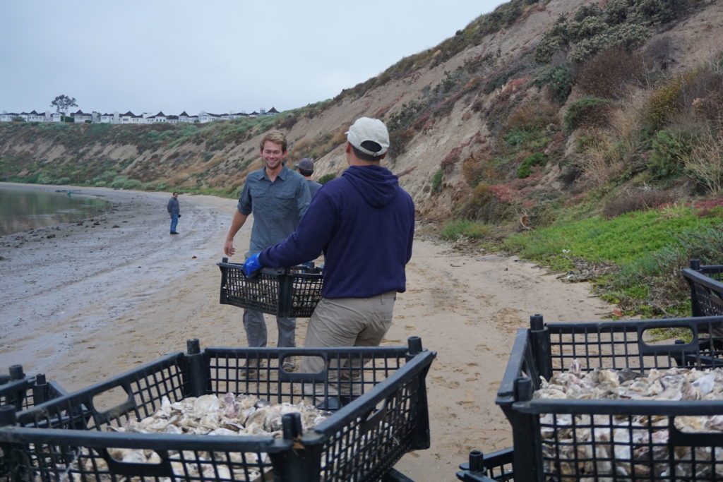 Local Partners Provide Recycled Shellfish for Restoration Programs ...