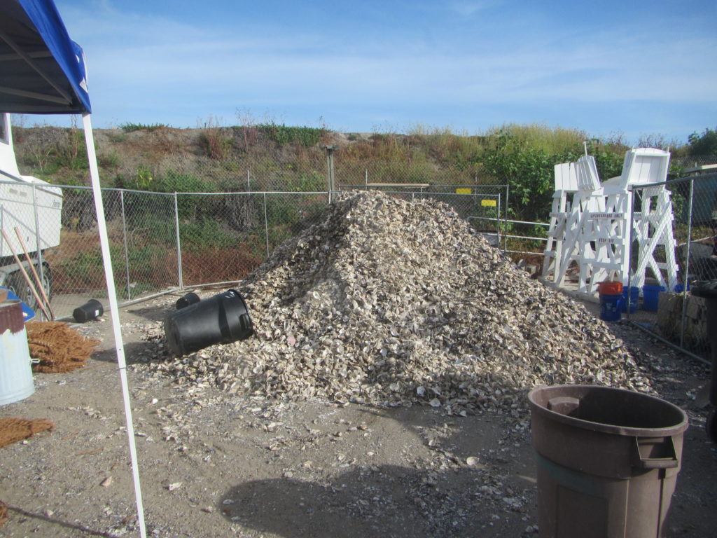 Local Partners Provide Recycled Shellfish for Restoration Programs ...