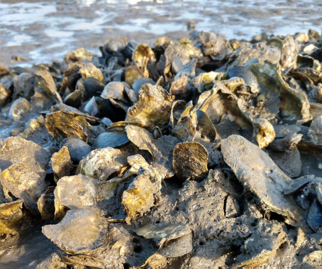 Shell Strings - Orange County Coastkeeper