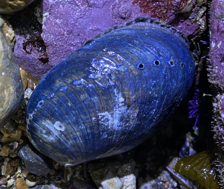 MPA Watch aids research for black abalone recovery in OC - Orange ...