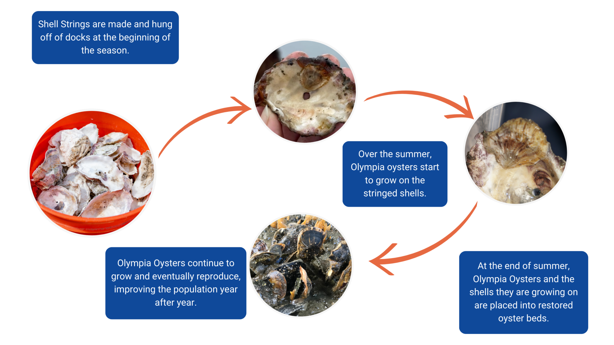Shell String Process Diagram - Orange County Coastkeeper